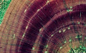 ¿Qué son Meristemos? Tipos, definición, apical, axilar, y radical