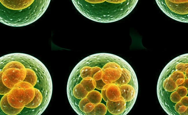 Desarrollo Embrionario: Desarrollo Embrionario