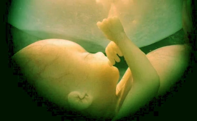 Desarrollo embrionario: Qué es y sus procesos